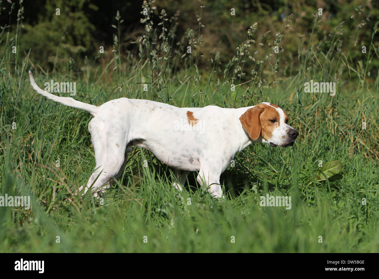 Dog English Pointer / adult pointing in a meadow Stock Photo - Alamy