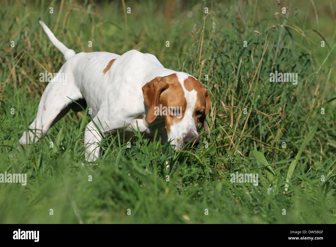 Dog English Pointer / adult pointing in a meadow Stock Photo - Alamy