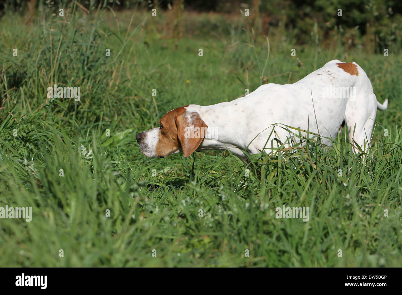 Dog English Pointer / adult pointing in a meadow Stock Photo - Alamy