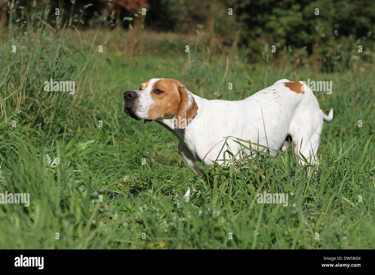 Dog English Pointer / adult pointing in a meadow Stock Photo - Alamy