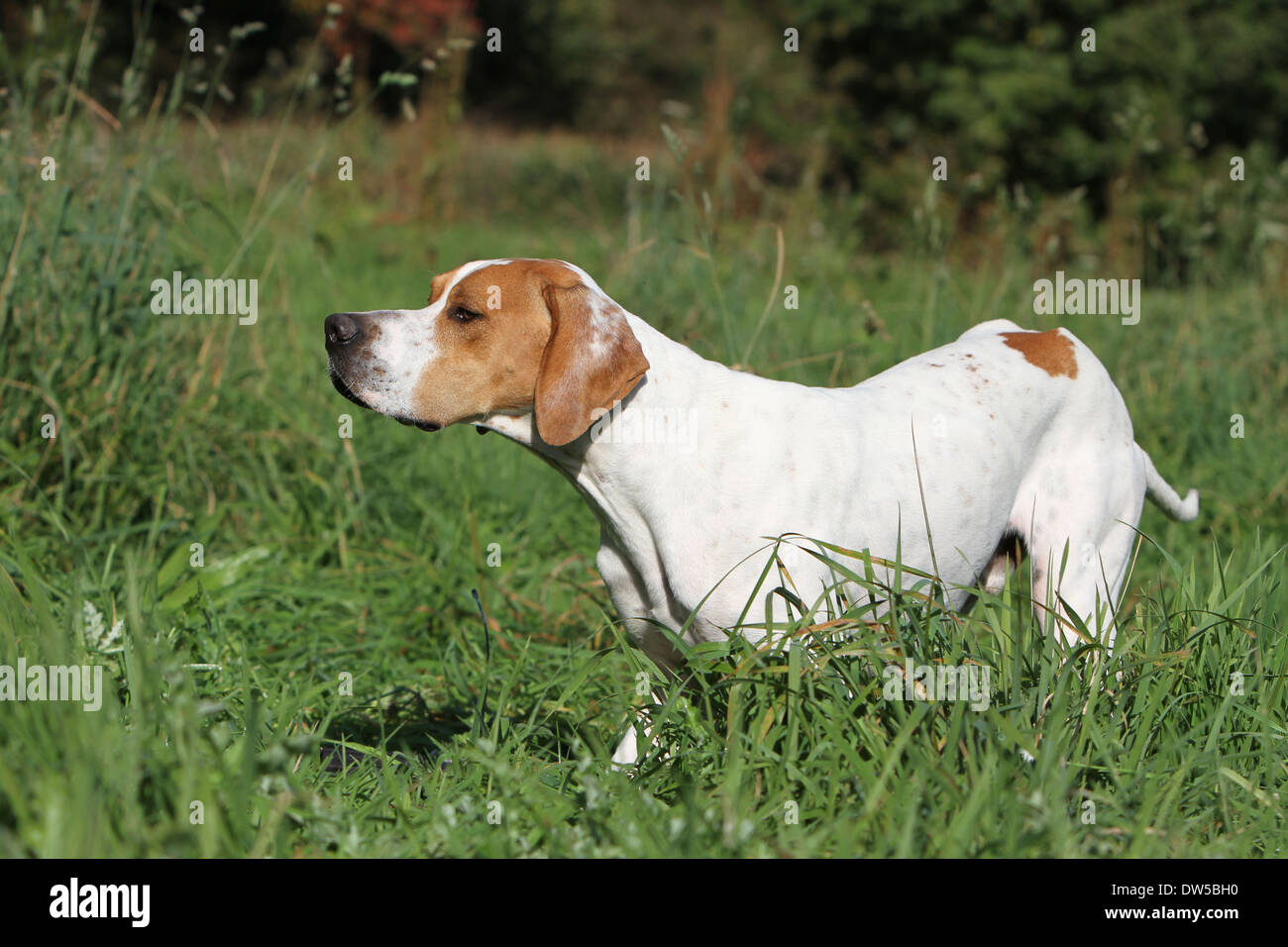 Pointer dog standing meadow hi-res stock photography and images - Alamy