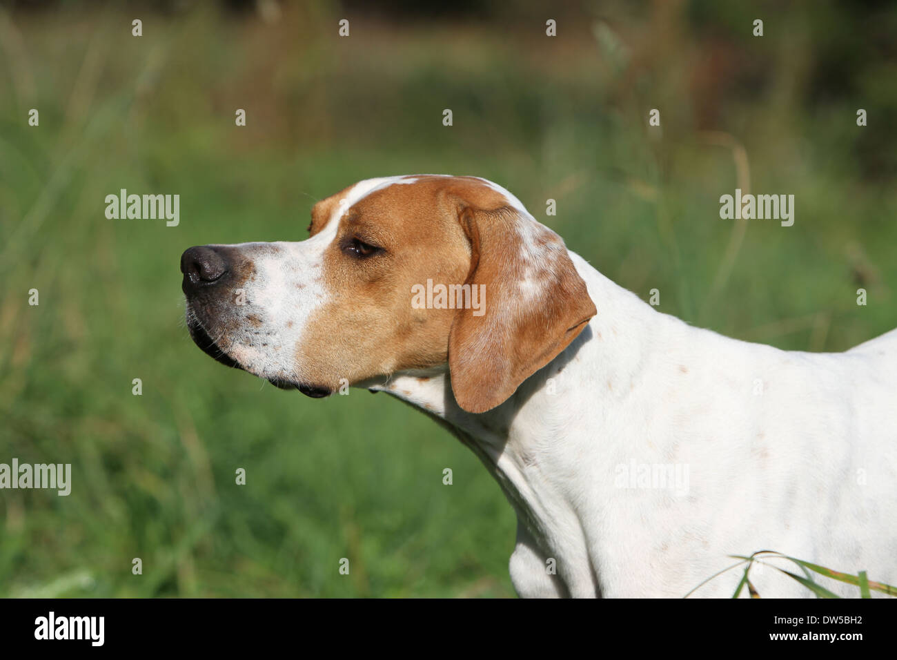 English Pointers High Resolution Stock Photography and Images - Alamy