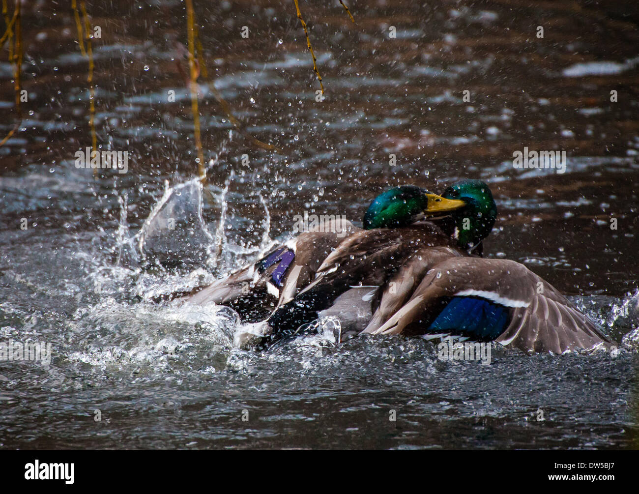 mallards fighting, anas platyrhynchos Stock Photo - Alamy