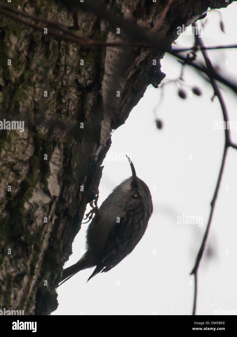 Short Toed Treecreeper, Certhia Breachydactyla Stock Photo - Alamy