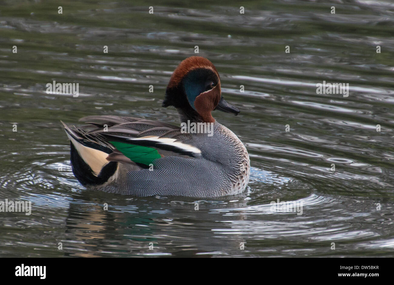 Falcated Duck Display, Anas Falcata Stock Photo - Alamy