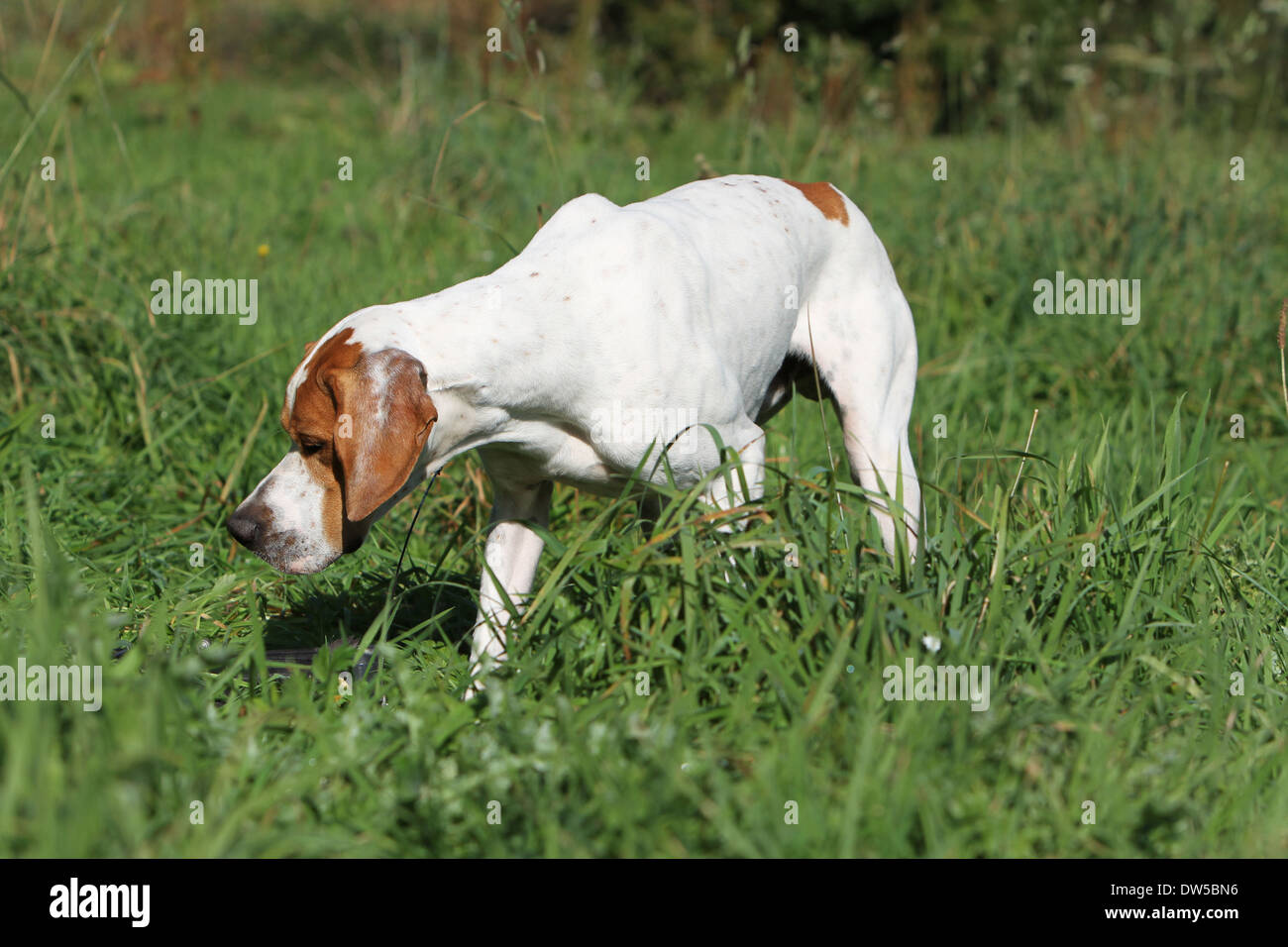 Dog English Pointer / adult pointing in a field Stock Photo - Alamy