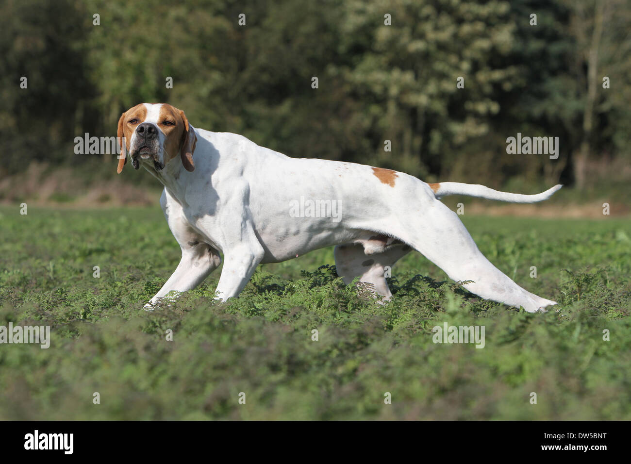 Dog English Pointer / adult standing in a field Stock Photo - Alamy