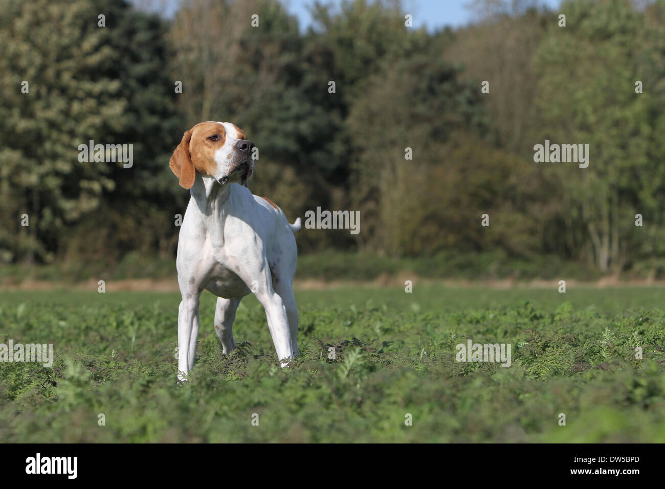 Dog English Pointer / adult standing in a field Stock Photo - Alamy