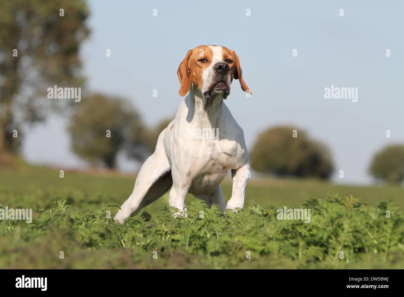 Pointer dog and field hi-res stock photography and images - Alamy