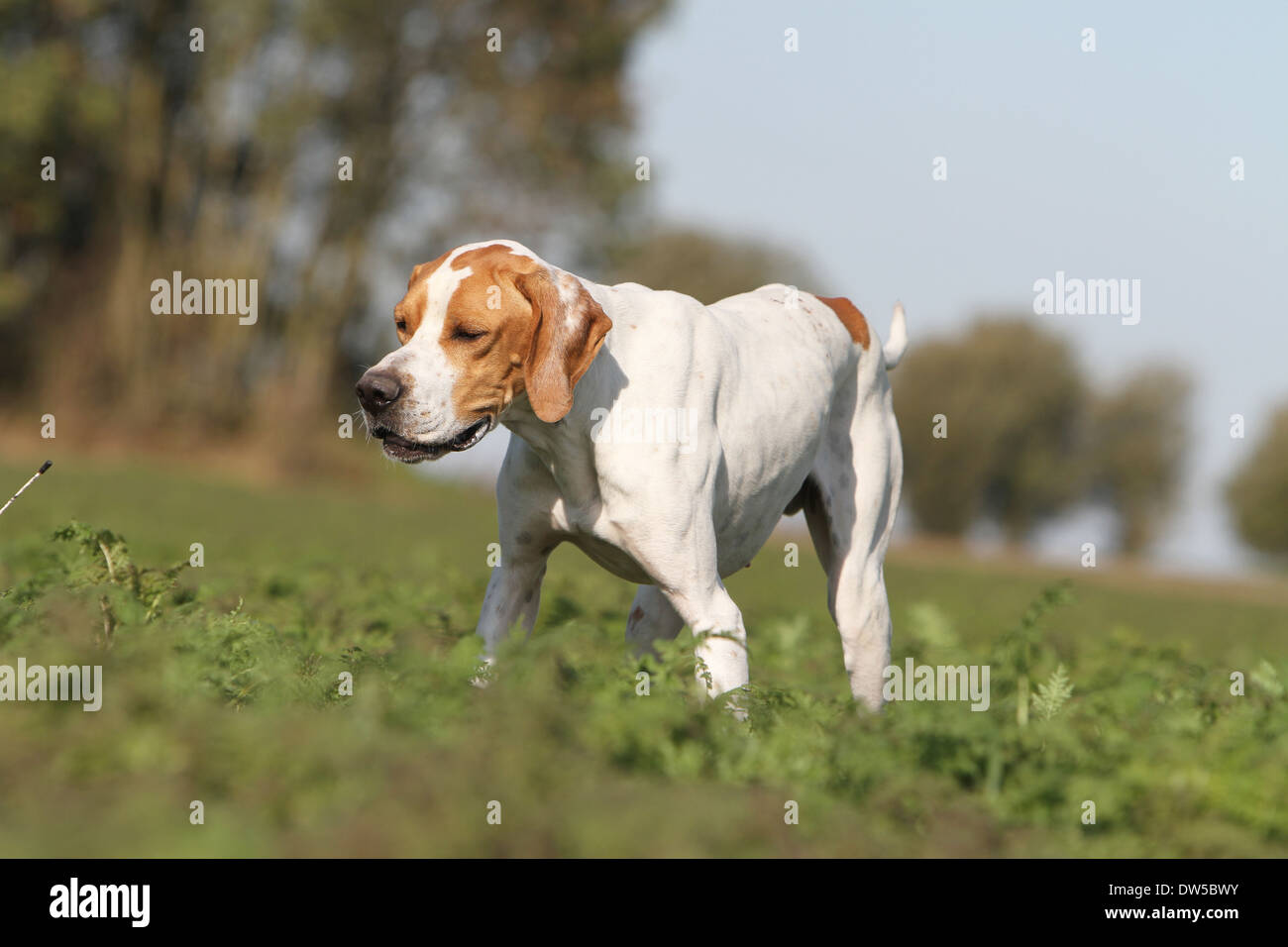 Dog English Pointer / adult pointing in a field Stock Photo - Alamy