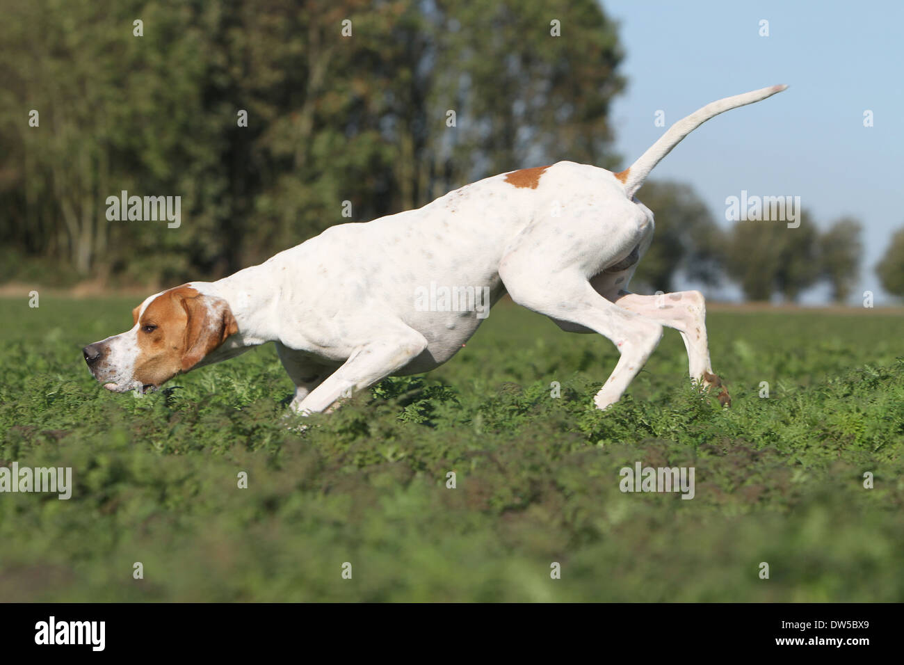 Dog English Pointer / adult running in a field Stock Photo - Alamy