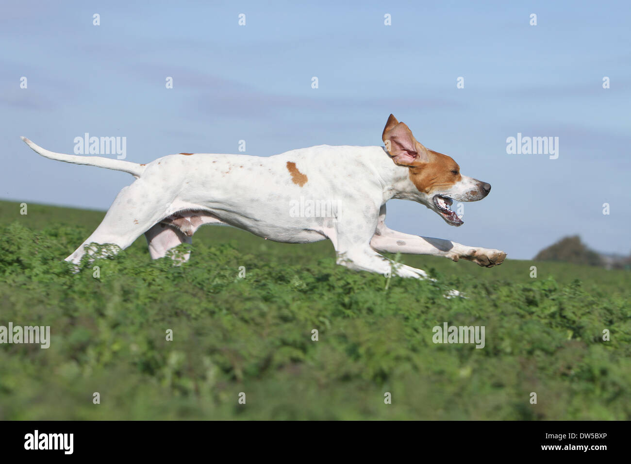 English pointer running hi-res stock photography and images - Alamy