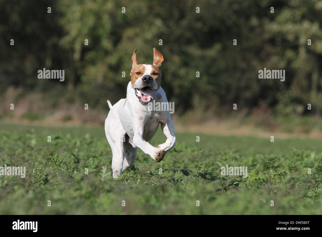 English pointer hi-res stock photography and images - Alamy