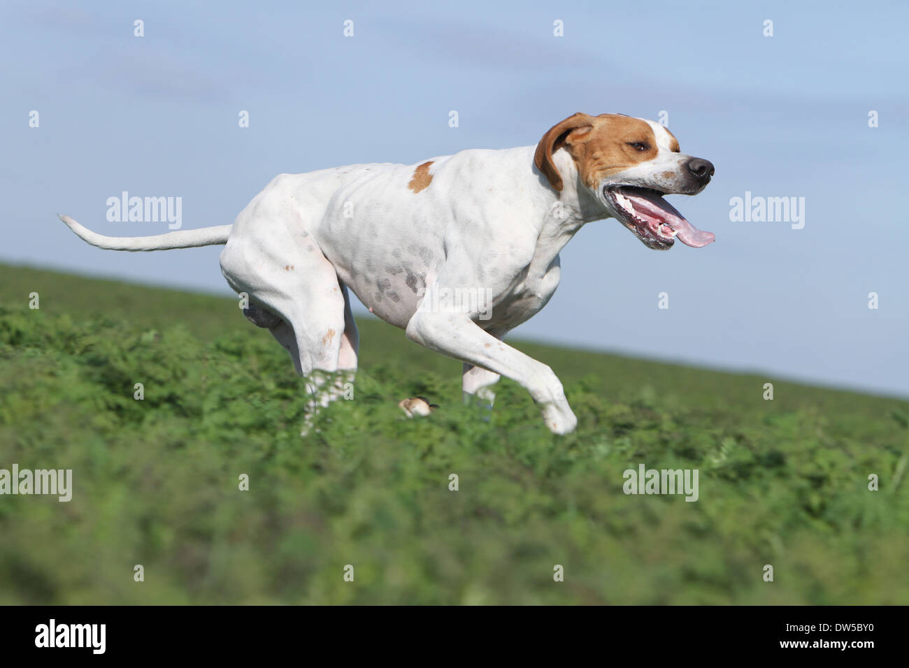 Dog English Pointer / adult running in a field Stock Photo - Alamy