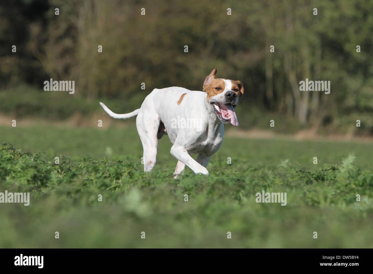 English pointer dog running in hi-res stock photography and images - Alamy