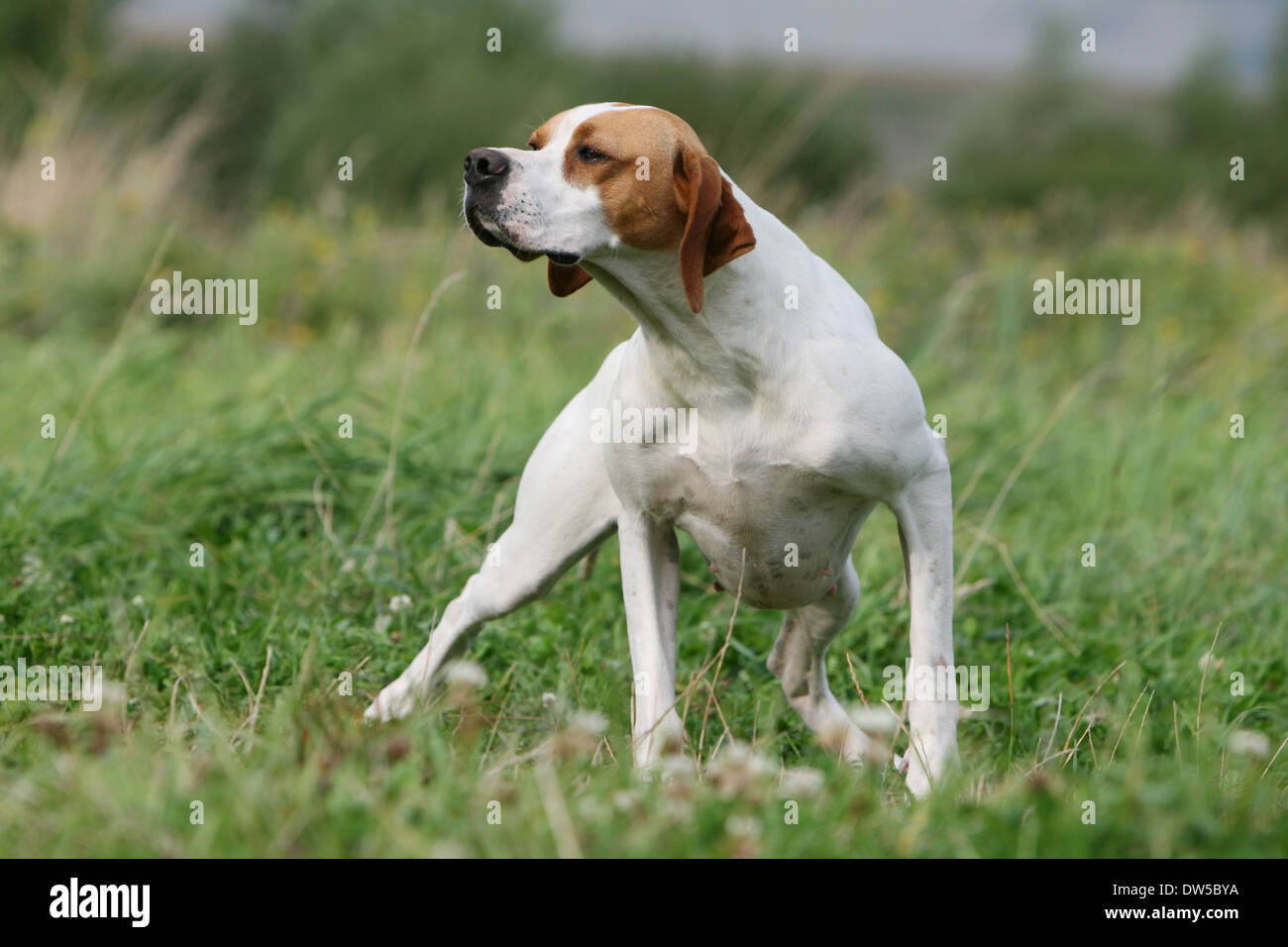 Field 1 hi-res stock photography and images - Alamy