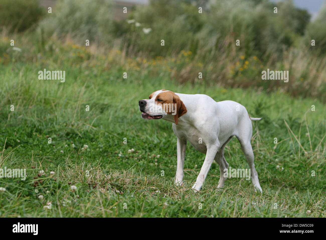 Dog English Pointer / adult standing in a field Stock Photo - Alamy