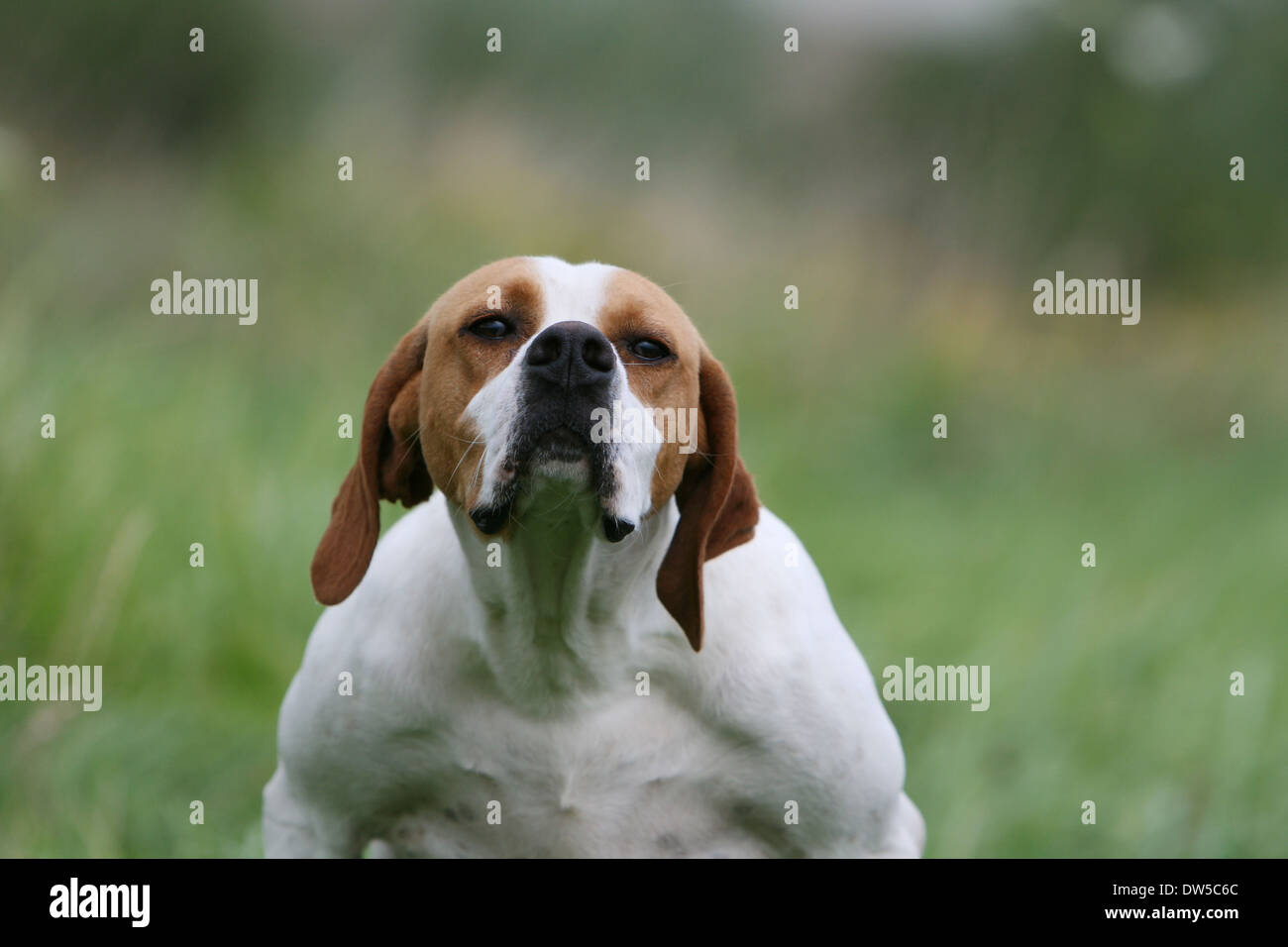 English pointers hi-res stock photography and images - Alamy