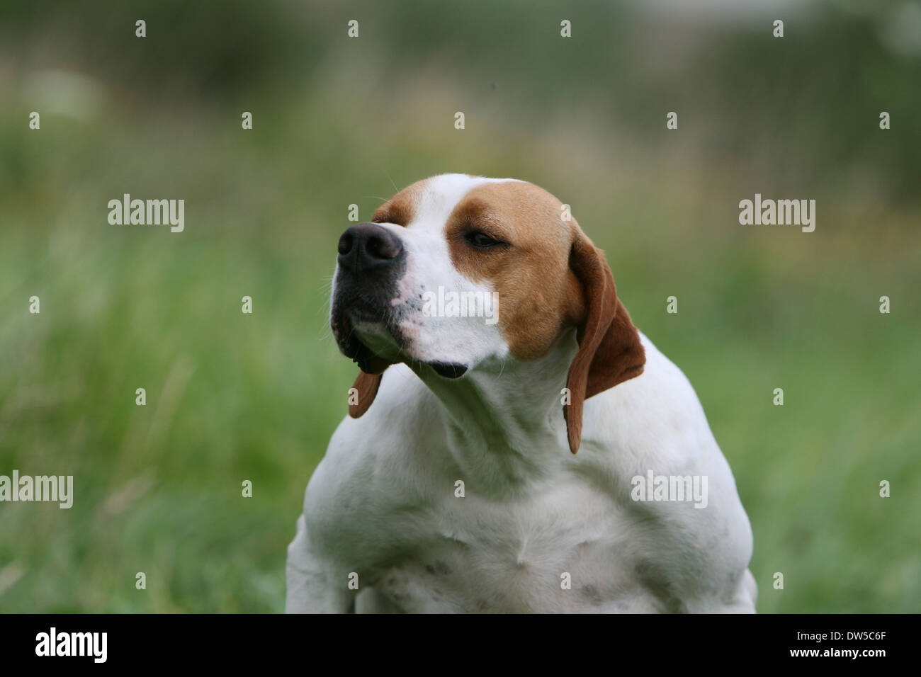 English short haired pointer hi-res stock photography and images - Alamy