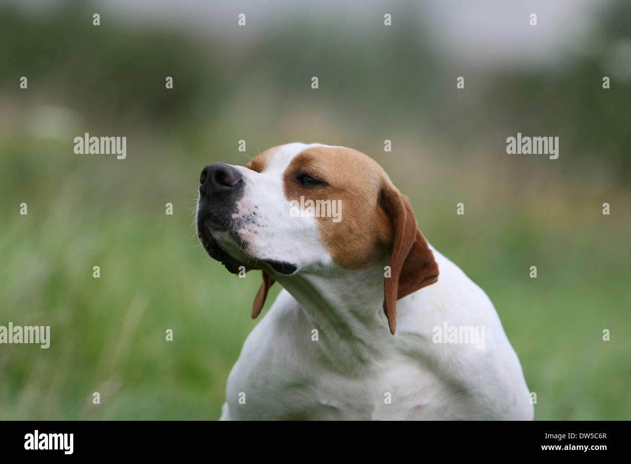 Dog English Pointer / adult portrait Stock Photo - Alamy