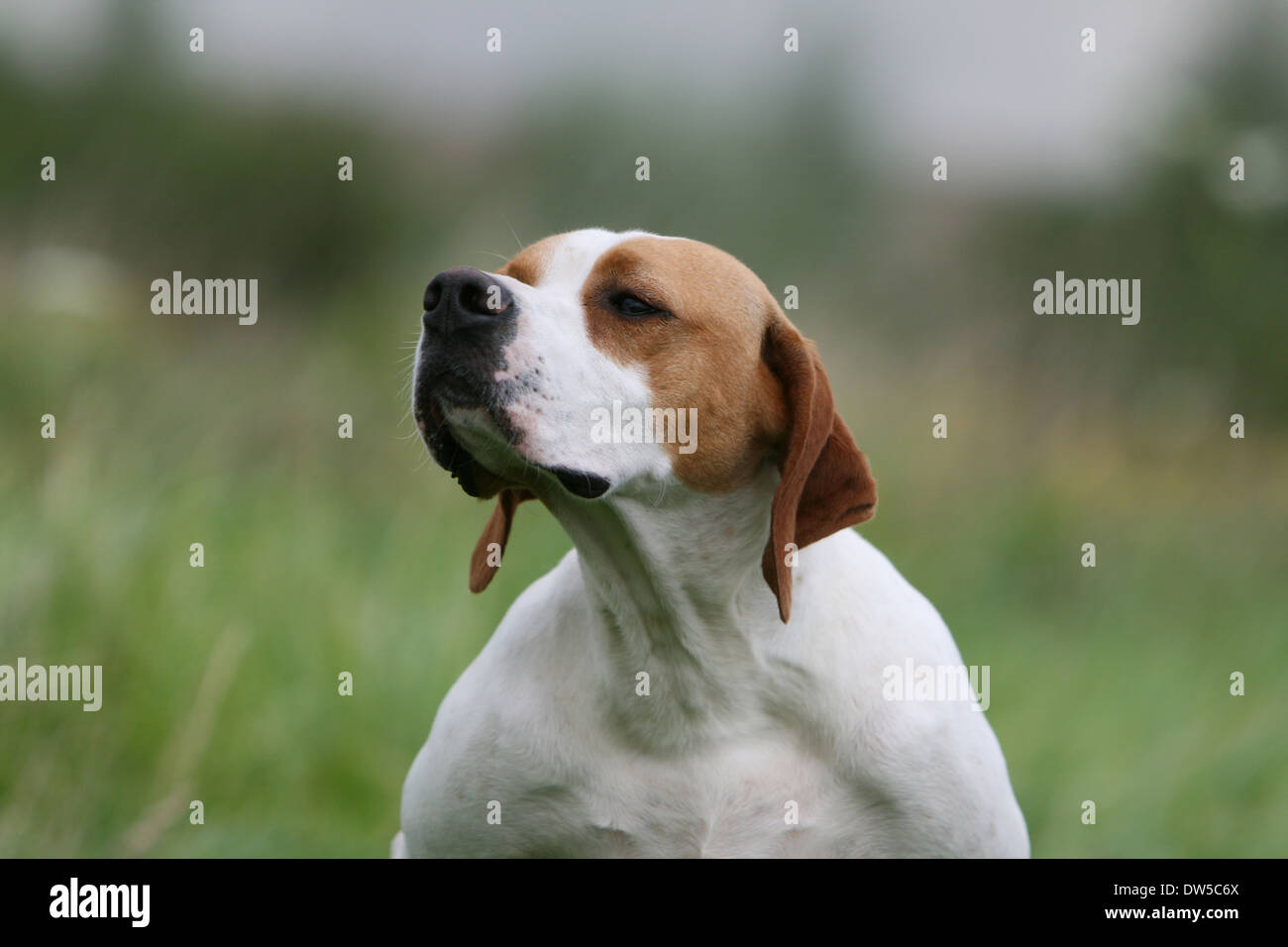 English short haired pointer hi-res stock photography and images - Alamy