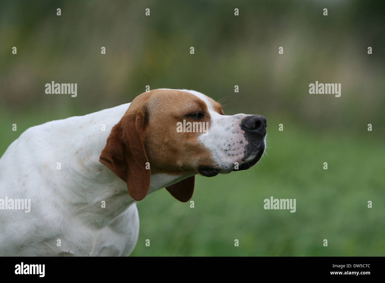 English Short Haired Pointer High Resolution Stock Photography and ...