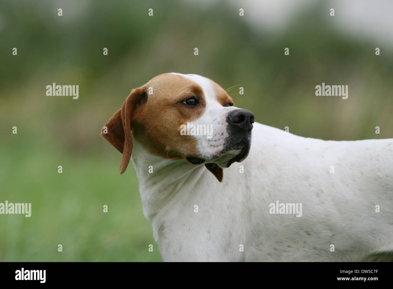 Dog English Pointer / adult portrait Stock Photo - Alamy