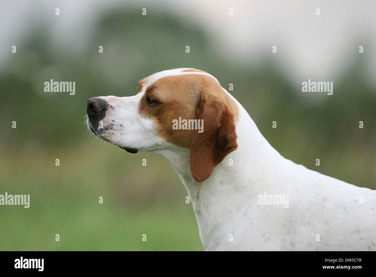 Dog English Pointer / adult portrait Stock Photo - Alamy
