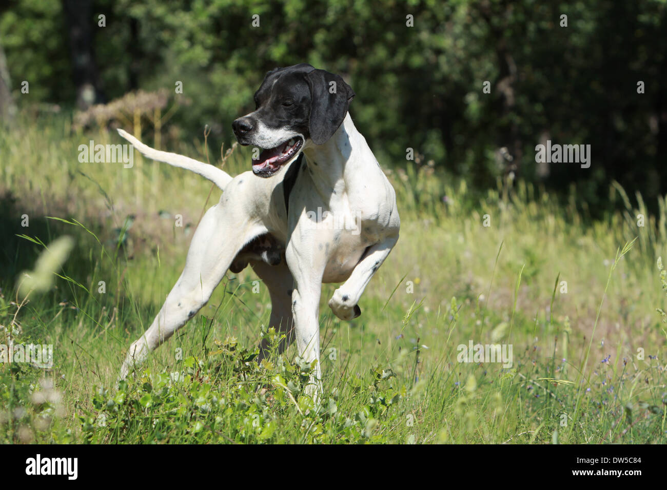 Dog English Pointer / adult pointing in a forest Stock Photo - Alamy