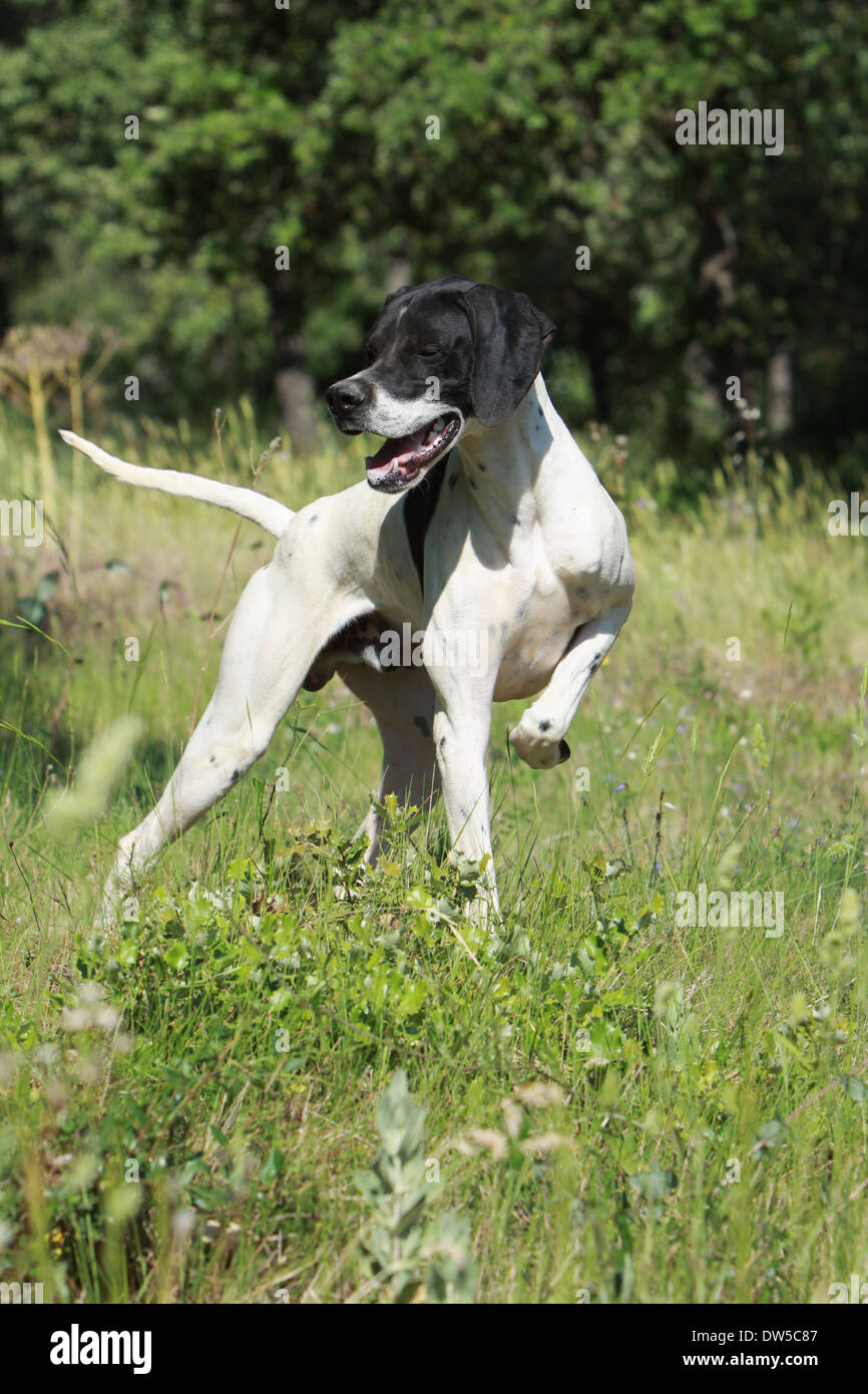 Dog English Pointer / adult pointing in a forest Stock Photo - Alamy