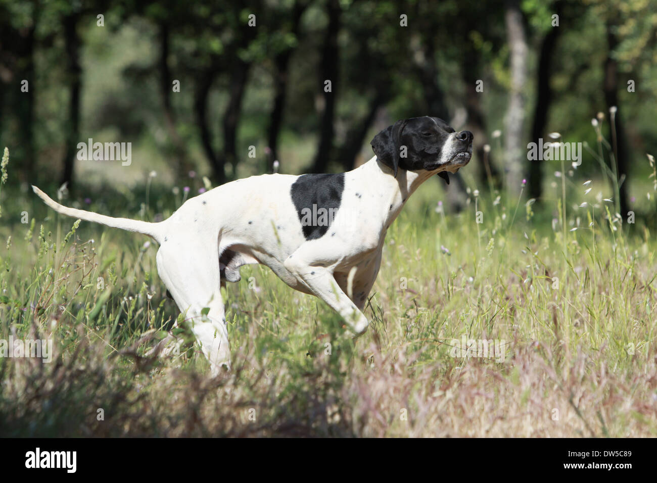 Dog English Pointer / adult pointing in a forest Stock Photo - Alamy