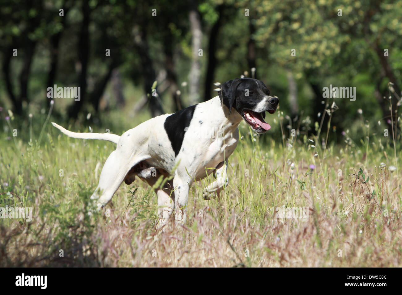 Dog English Pointer / adult pointing in a forest Stock Photo - Alamy