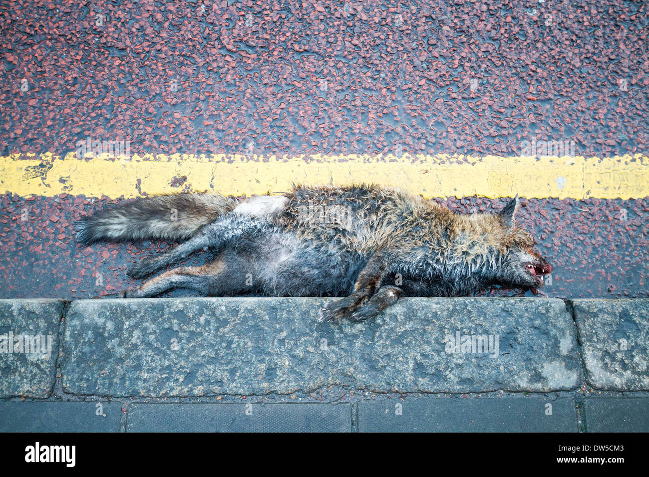 Dead fox in road hi-res stock photography and images - Alamy