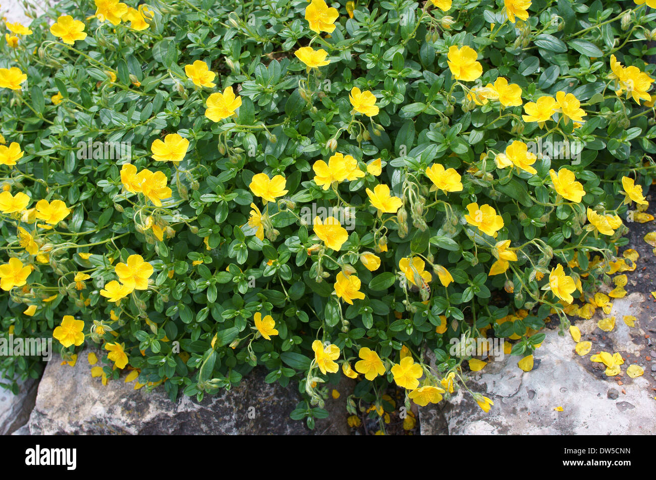 Common Rockrose Helianthemum nummularium Stock Photo - Alamy