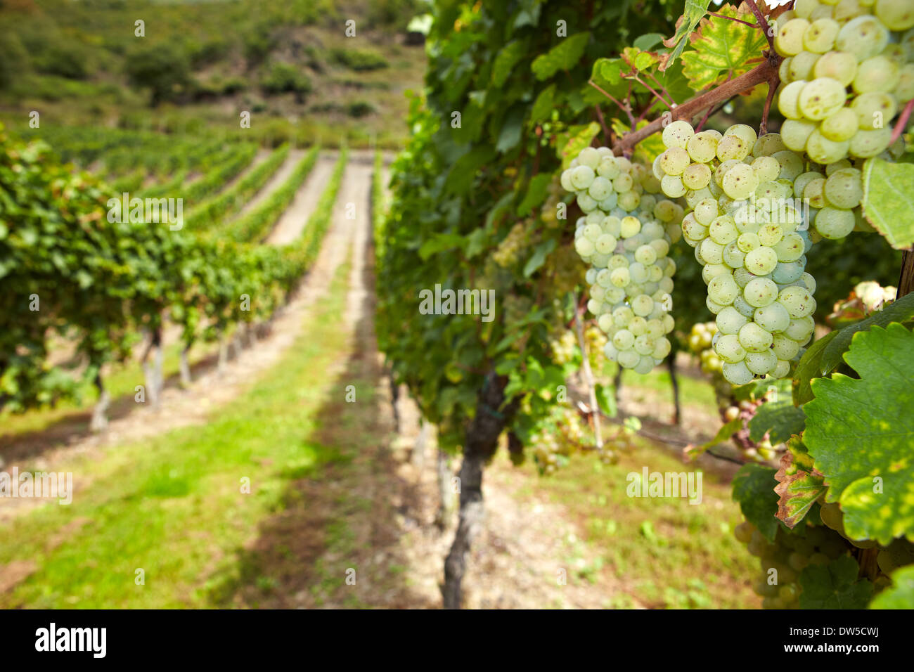 German riesling vineyard hi-res stock photography and images - Alamy