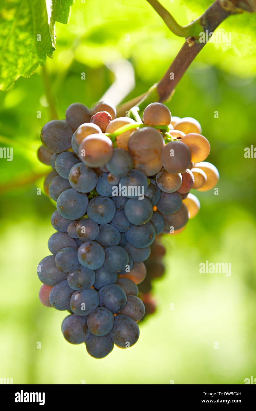 Fall grape leaves and vines hi-res stock photography and images - Alamy