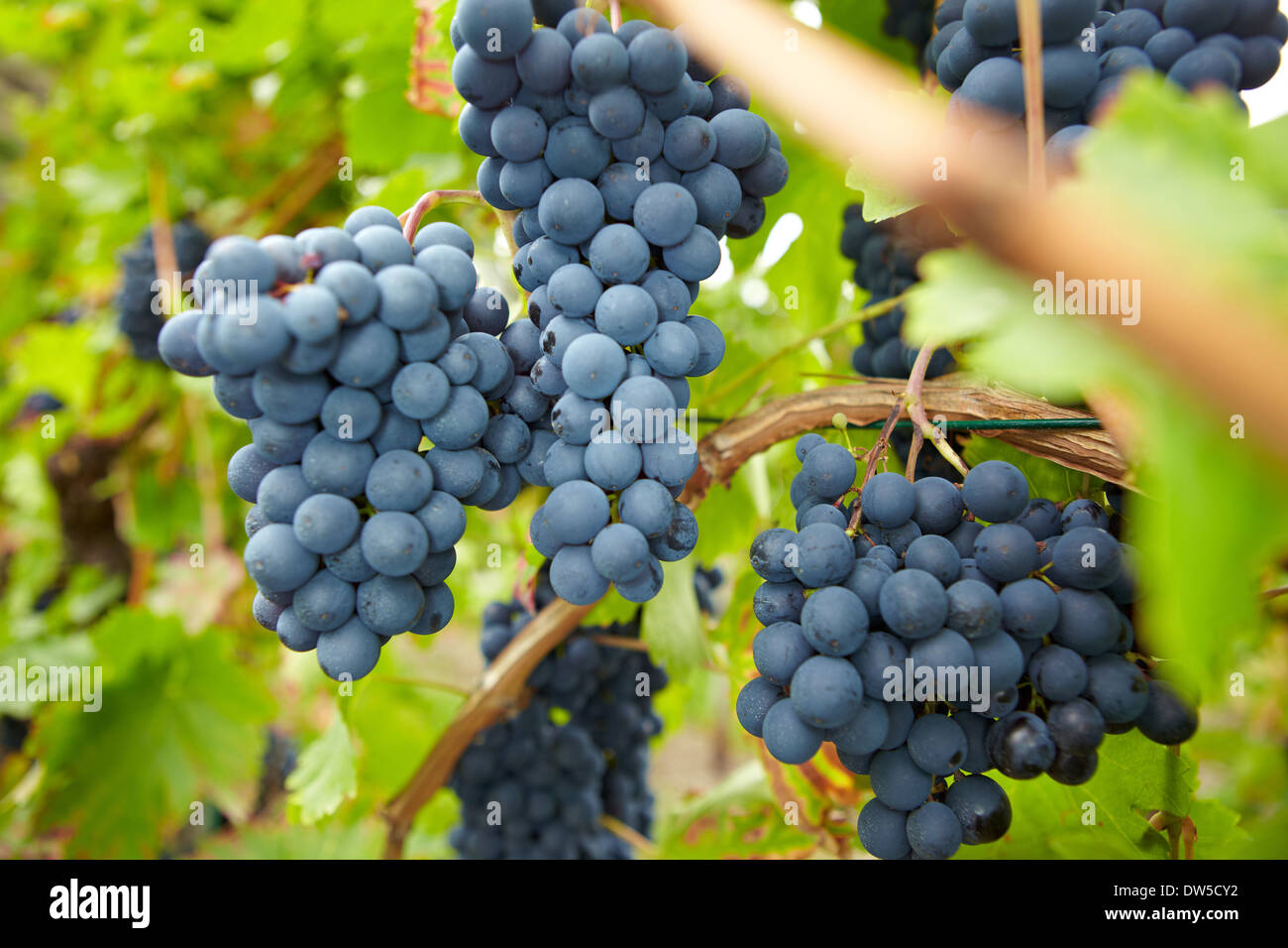 Ripe red vine grapes in German vineyard in fall Stock Photo - Alamy