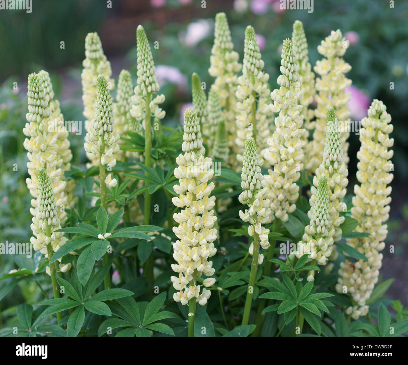 White lupin hi-res stock photography and images - Alamy