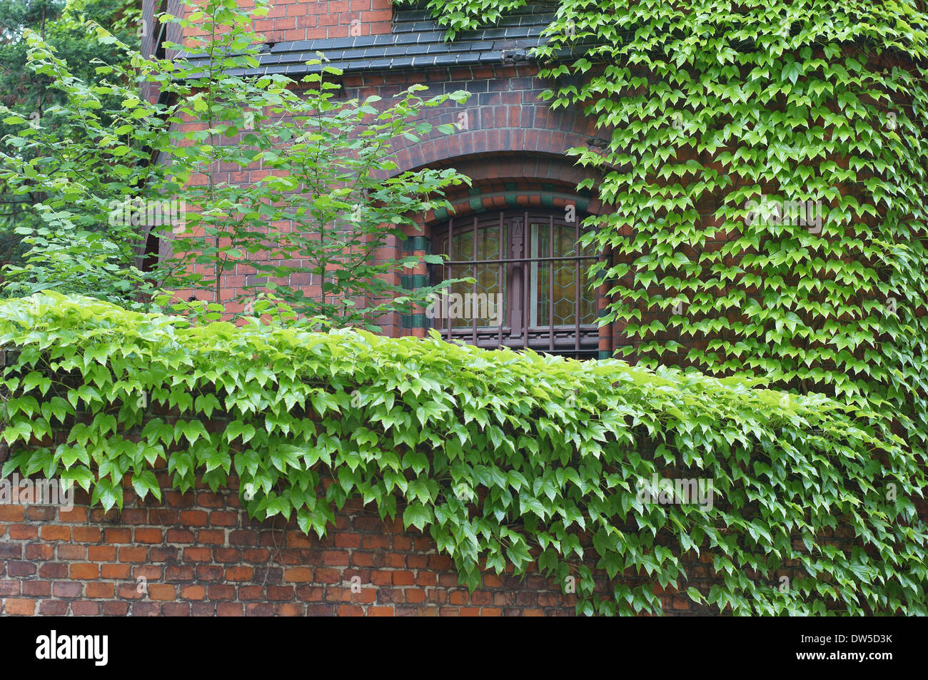 Oldmysterious window covered with creeper Stock Photo - Alamy