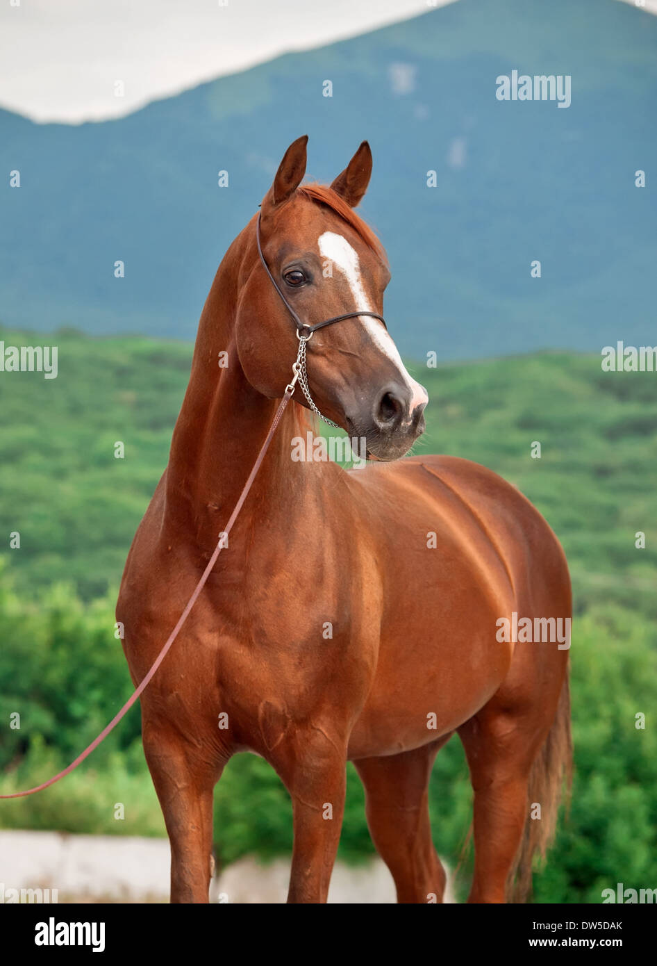 Chestnut horse portrait hi-res stock photography and images - Alamy