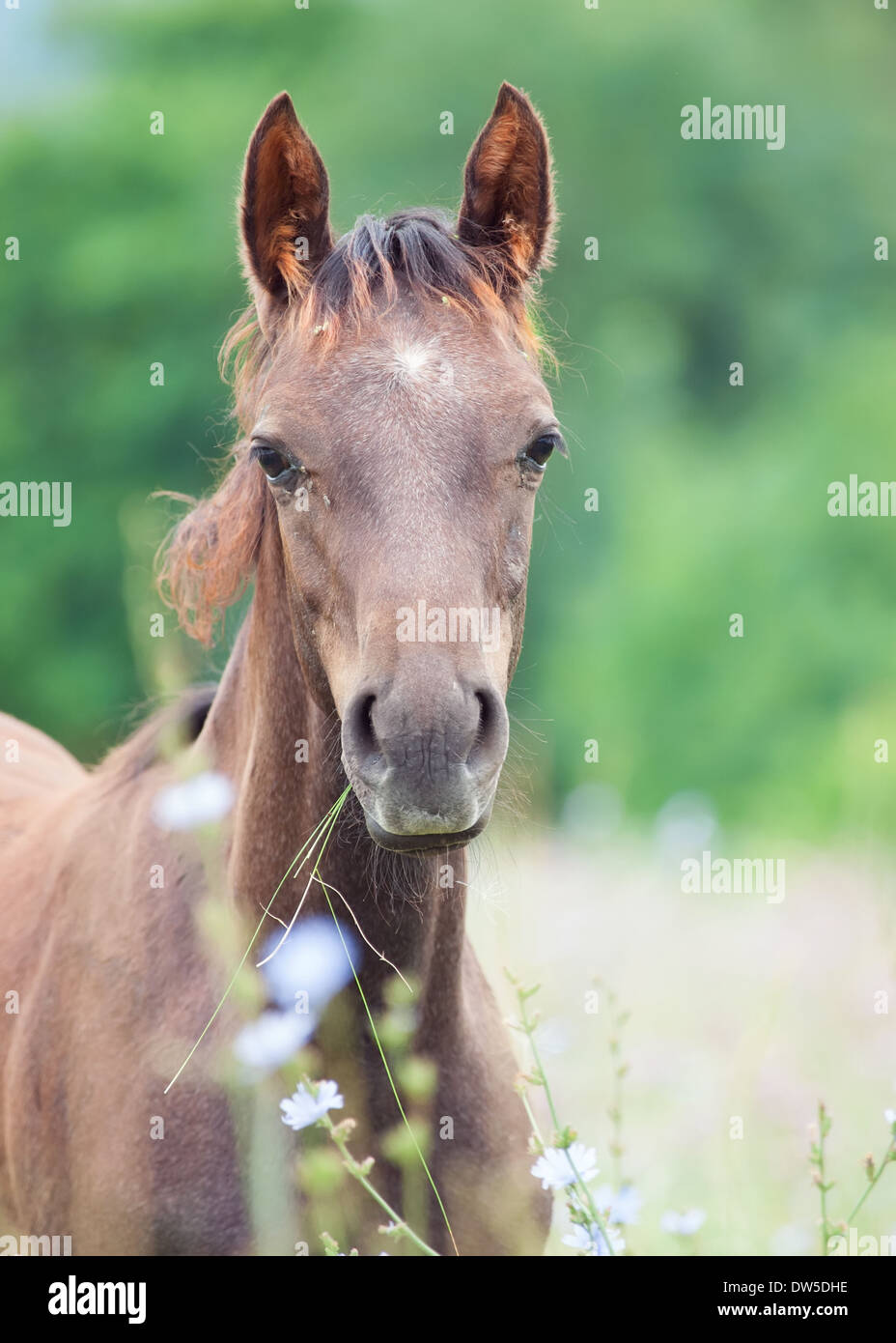 Arabian Horse Foal High Resolution Stock Photography and Images - Alamy