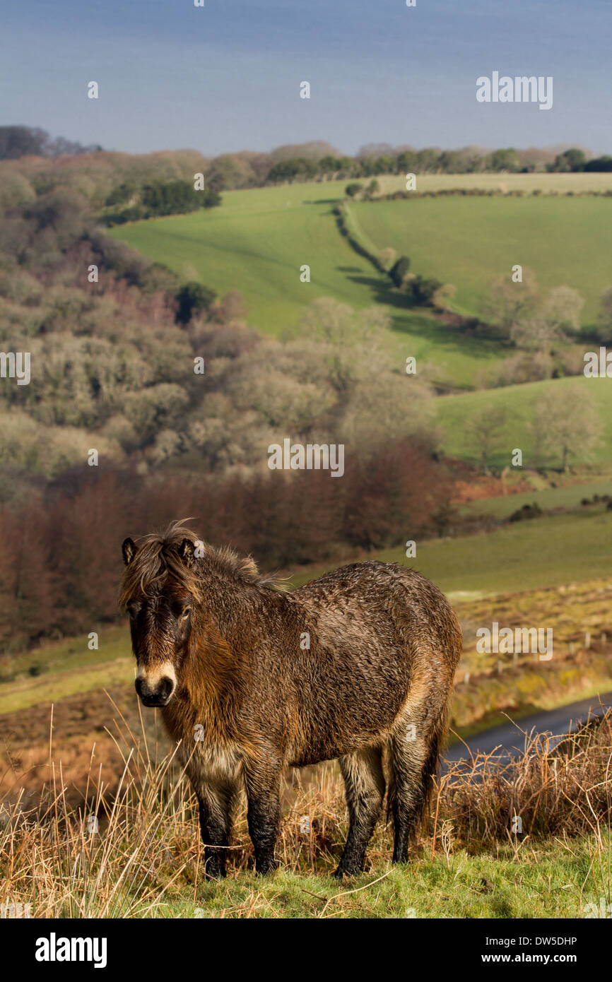 Celtic pony hi-res stock photography and images - Alamy
