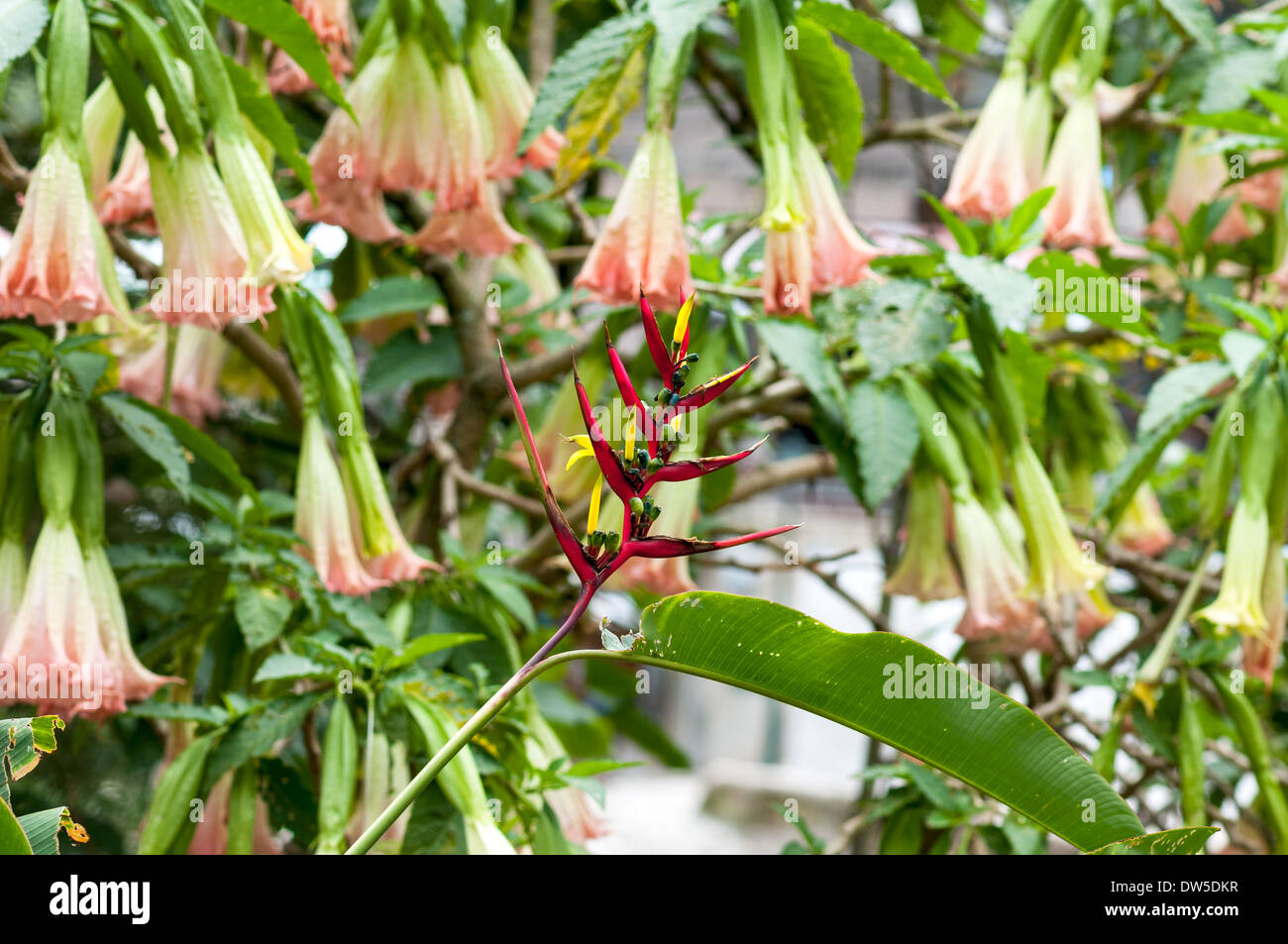 Angels trumpet frame a beautiful flowers Stock Photo - Alamy