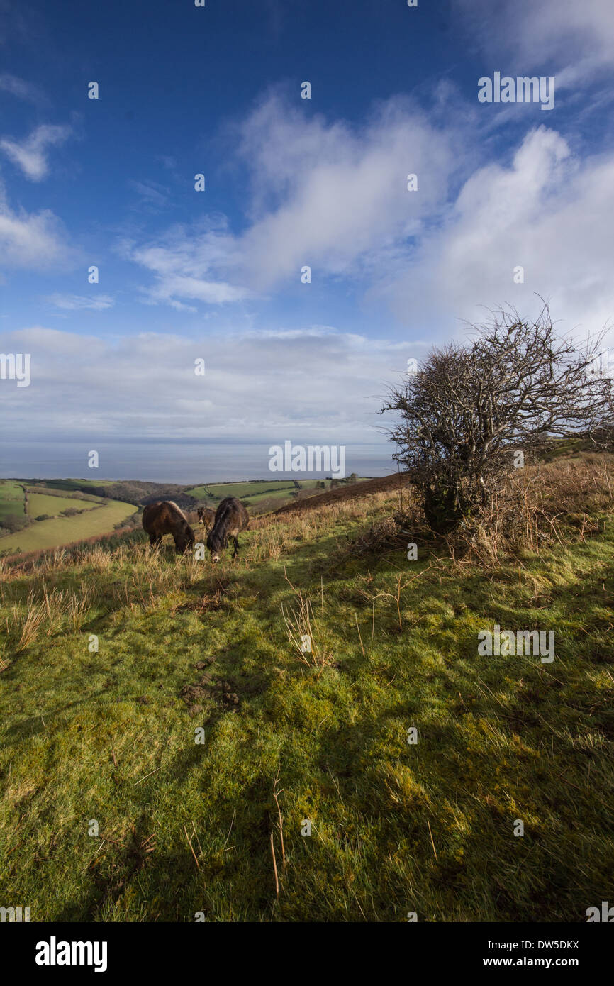 Three Exmoor Ponies eat and relax amongst the hills of Emoor National ...