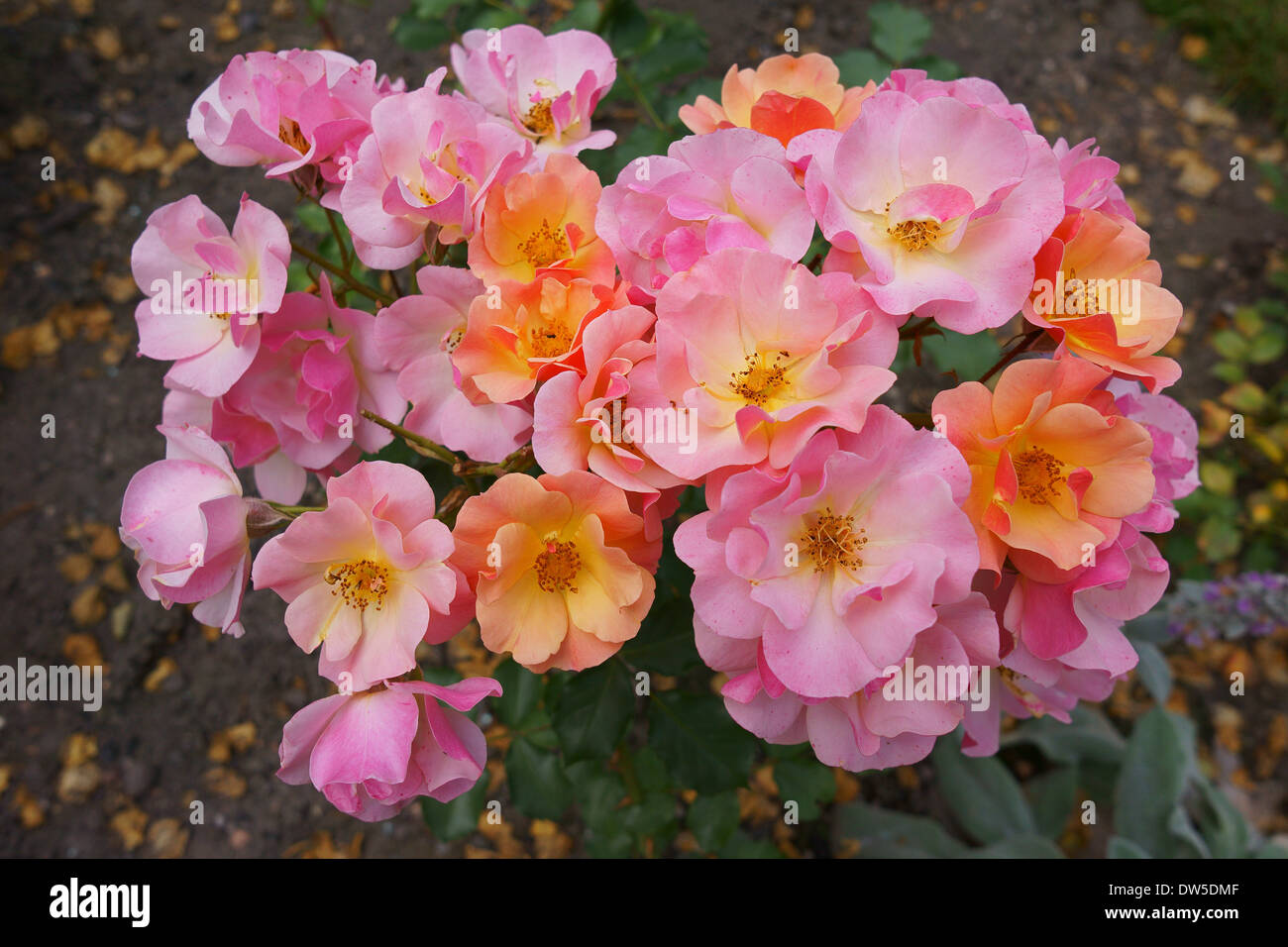 Bunch of pink and orange roses Stock Photo - Alamy