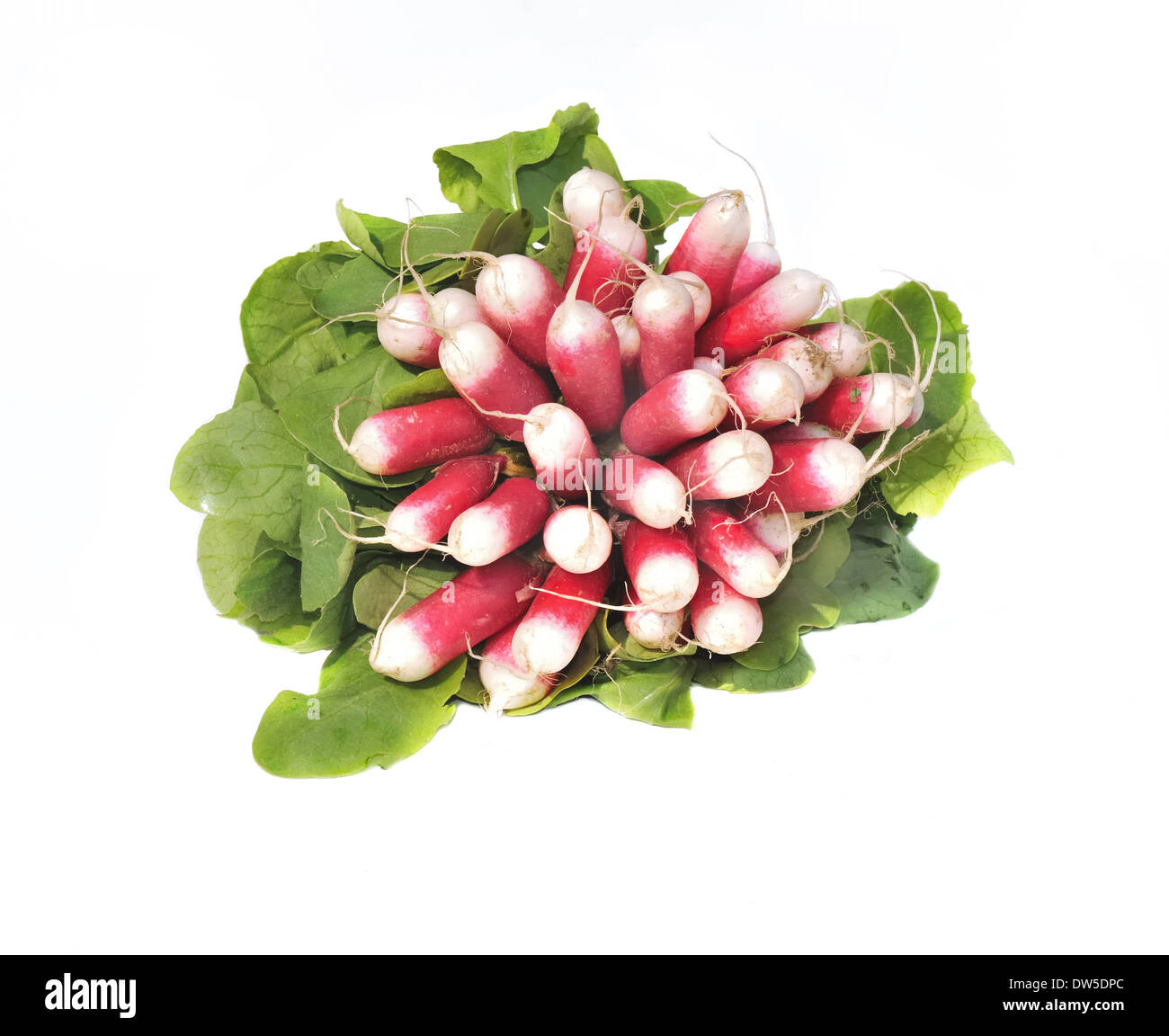 bunch of radishes isolated on white background Stock Photo - Alamy