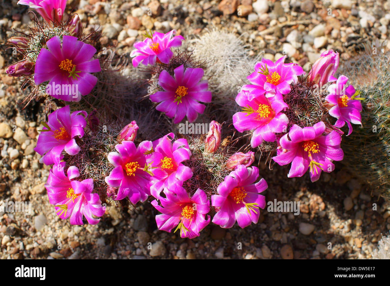 Mammillaria Sheldonii High Resolution Stock Photography and Images - Alamy