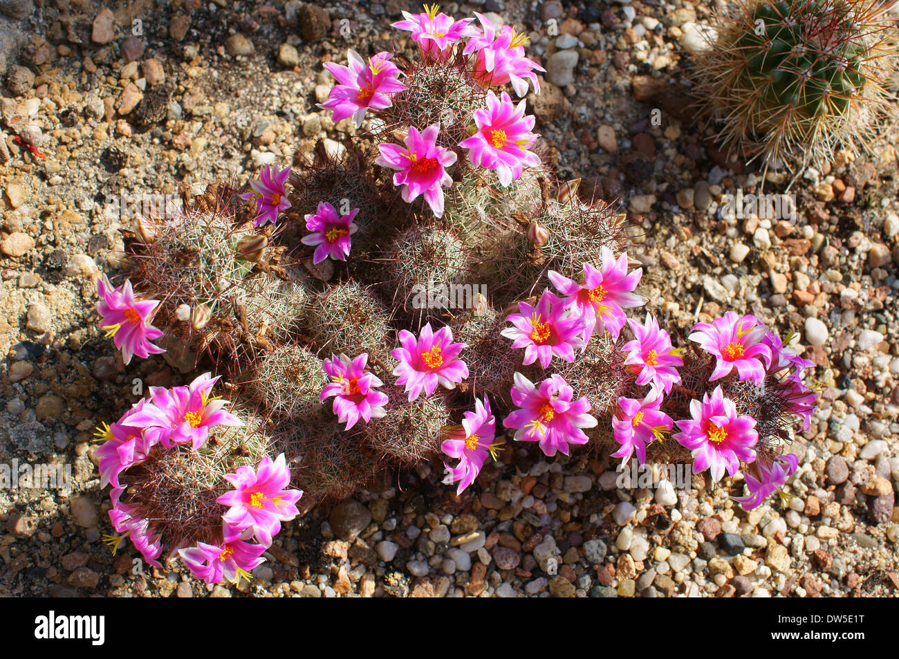 Mammillaria sheldonii cactus blooming blossom Stock Photo - Alamy