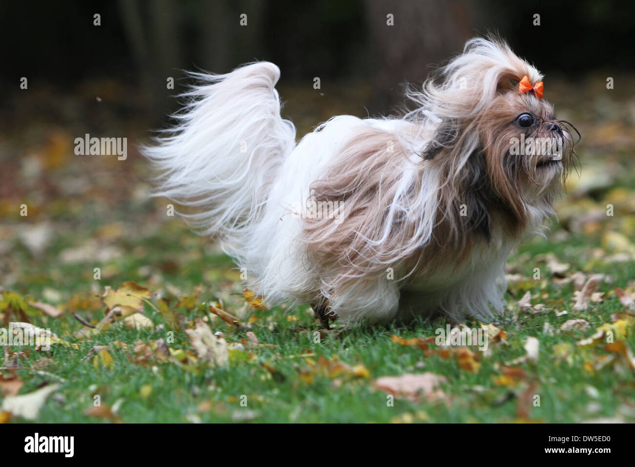 Shih Tzu Dog / adult running in a park Stock Photo - Alamy