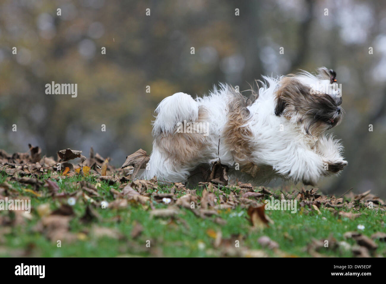 Shih Tzu Dog / adult running in a park Stock Photo - Alamy